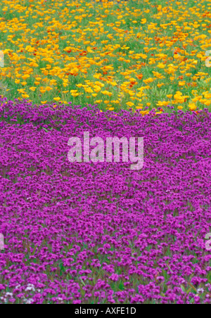 Texas Wildflowers purple Tuber Vervain Stock Photo - Alamy