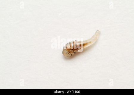 Human botfly (Dermatobia hominis) larvae in dogs skin, showing ...