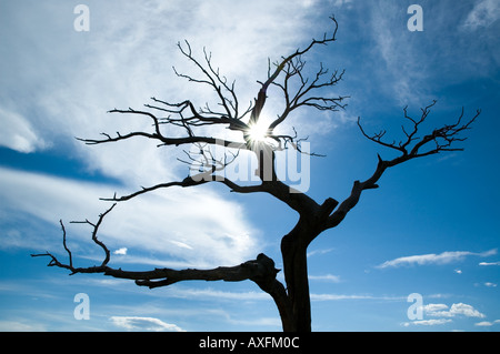 The famous centuries old Burmis Tree in Southern Alberta is one of ...