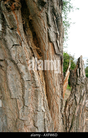Split willow tree. Nature background Stock Photo - Alamy