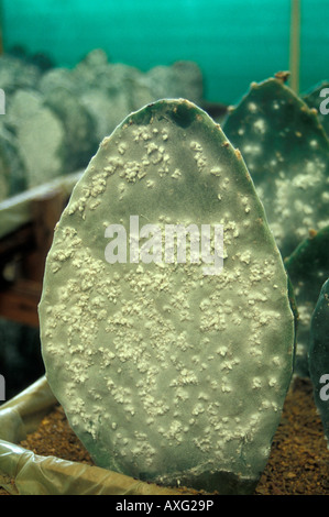 Nopal cactus pads with cochineal insects being cultivated to produce ...