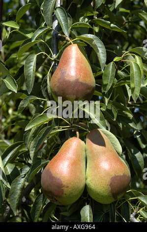Michigan pear orchard with pears ready for harvesting Stock Photo - Alamy