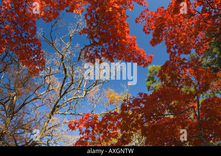 View from below a Red Maple tree on a sunny day as the sunshine ...