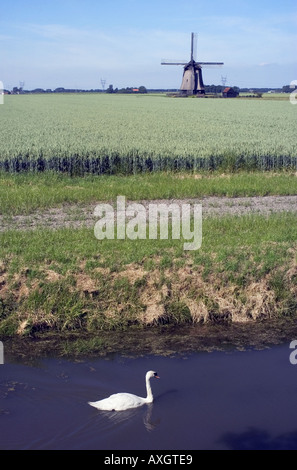 Dutch windmill with white swan in double exposure Stock Photo - Alamy