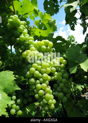 blue grapes grüne Weintrauben Trauben Stock Photo - Alamy