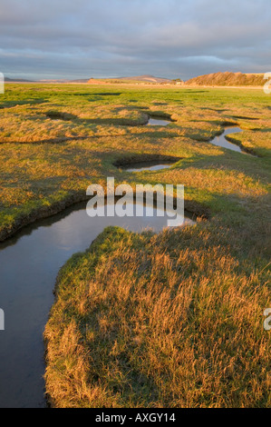 salt marsh at Hest Bank, Morecambe Bay Stock Photo - Alamy