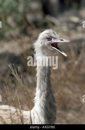 EMU Flightless Bird Dromaius novaehollandiae Australia Stock Photo - Alamy