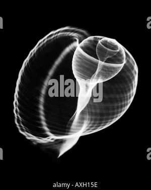 Giant Tun sea shell Stock Photo - Alamy