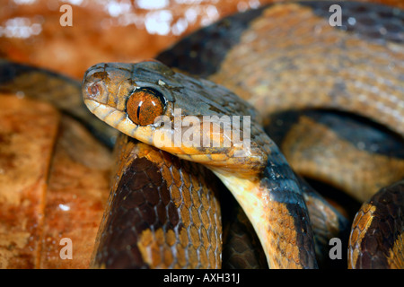 Common cat eyed snake (Leptodeira annulata), Orellana province, the ...