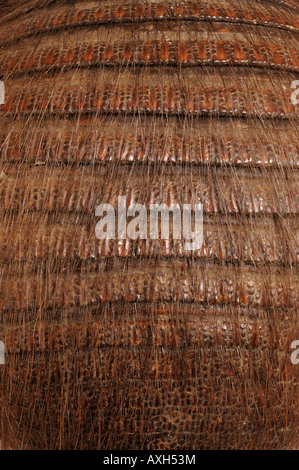 Armadillo shell pattern Stock Photo - Alamy