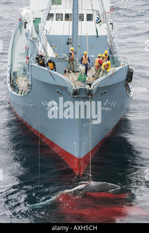 Japanese whaling Harpooned minke whale Ross Sea Antarctica Stock Photo ...