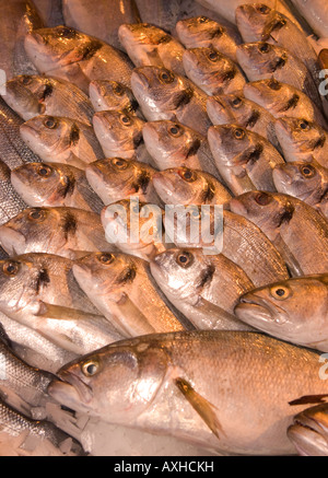 Fish market on road to Tajura Tripoli Libya Stock Photo - Alamy