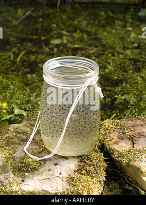 Common frog spawn at the edge of garden pond, Hereford UK. March 2021 ...