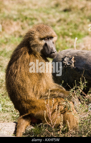 Guinea baboon, Papio papio, sitting Stock Photo - Alamy