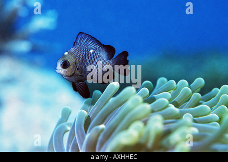 Juvenile Three-spot damselfish (Dascyllus trimaculatus) hover around an ...