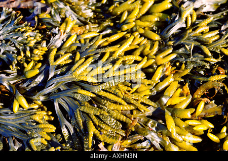 Brown Algae, Rockweed (Fucus gardneri), Pleasant Bay, Admiralty Island ...