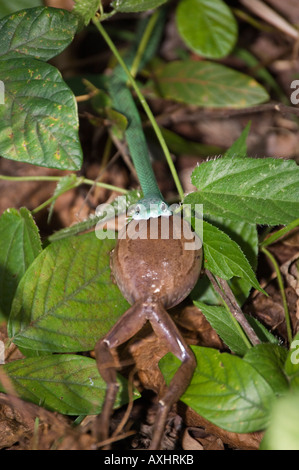 Tanzania Zanzibar Speckled green snake Philothamnus punctatus Stock ...