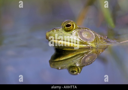 Bullfrog head (Rana catesbeiana), Acadia National Park, New England ...