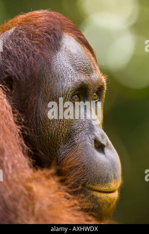 Orangutan (Pongo pygmaeus) portrait, Sepilok Forest Reserve, Sabah ...