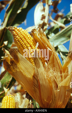 ear of corn growing on a stalk in a cornfield. High quality photo Stock ...