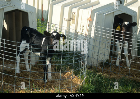 Baby cow in a calf hutch on a farm Stock Photo - Alamy