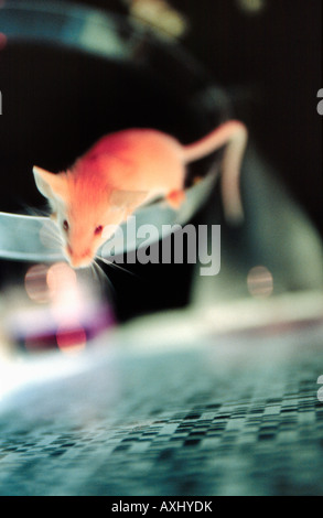 test mouse genemodified GMO Stock Photo - Alamy