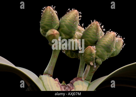 (Welwitschia Mirabilis) female flower Stock Photo - Alamy