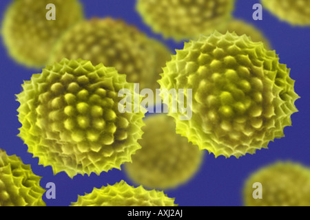 scanning electron micrograph of pollen grain Stock Photo - Alamy