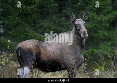 The largest ungulate, common in Scandinavian forests Stock Photo - Alamy