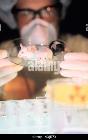 scientist with laboratory test mice genemodified GMO Stock Photo - Alamy