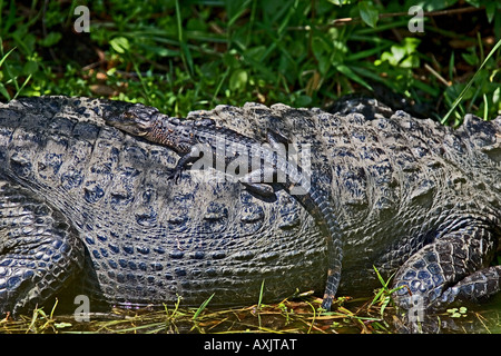 A close-up of the back of an American alligator takes on the look of an ...