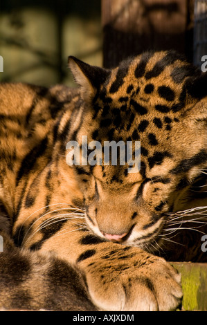 A sleeping clouded leopard (Neofelis nebulosa) in a tree at the ...