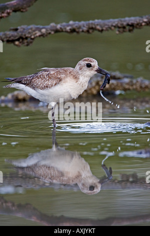 Black-bellied Plover in Fort De Soto State Park, St. Petersburg ...