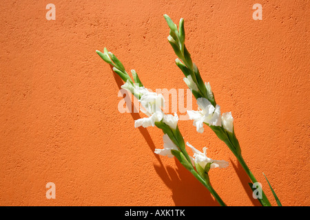 white gladiola flowers Stock Photo - Alamy