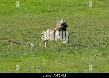 Dog running free, leash trailing behind Stock Photo - Alamy