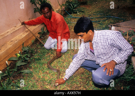 People are catching snake in the garden with snake catcher tool that ...