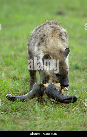 Skull of Spotted Hyaena Stock Photo - Alamy