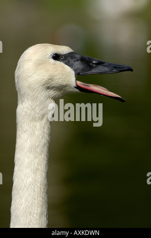 Trumpeter Swan (Cygnus buccinator) calling, southern Alaska Stock Photo ...