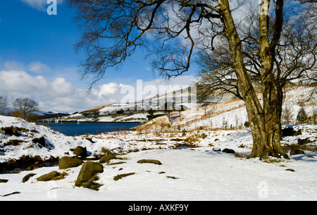 Birch tree in snow at Dovestones Reservoir, Chew Valley, Greenfield ...
