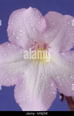 Streptocarpus 'Emily' (Cape primrose Stock Photo - Alamy