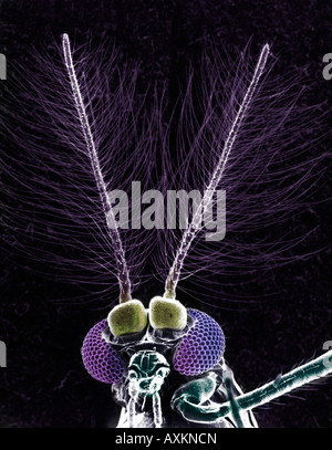 antenna of butterfly as seen through an EM microscope Stock Photo - Alamy