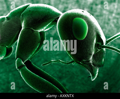 ant as seen through an EM microscope Stock Photo - Alamy