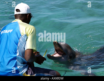 dolphin and trainer, Anthony's Key Dive Resort, Roatan, Honduras Stock ...