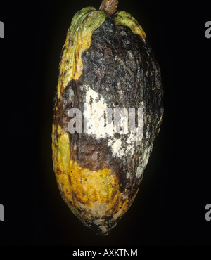 Pod rot (Moniliophthora roreri) mycelium and blackening to a cocoa ...