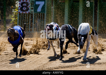 The greyhound race Stock Photo - Alamy