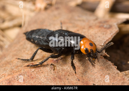 Rove beetle, Devil's coach-horse beetle, Cocktail beetle (Ocypus spec ...