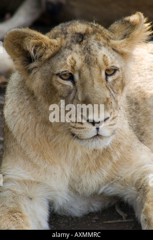 Indian Lion cub Stock Photo - Alamy