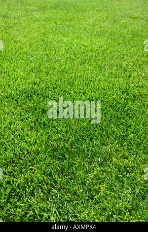 Green Grass Growing on the Field Stock Photo - Alamy