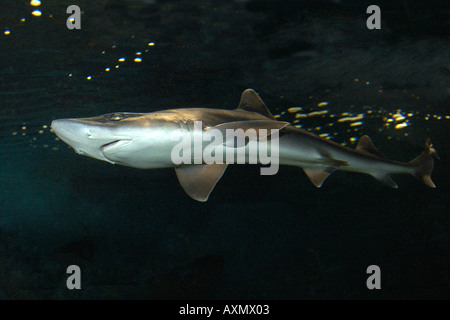 Grey smooth hound shark Mustelus californicus eastern Pacific Ocean ...
