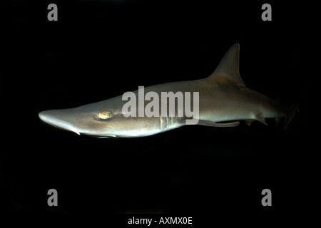 Grey smooth hound shark Mustelus californicus eastern Pacific Ocean ...